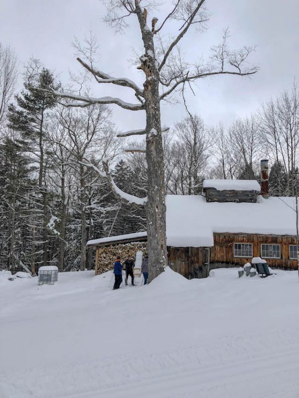 Sweet Fun on the Trapp Family Lodge Sugar Maple Tour